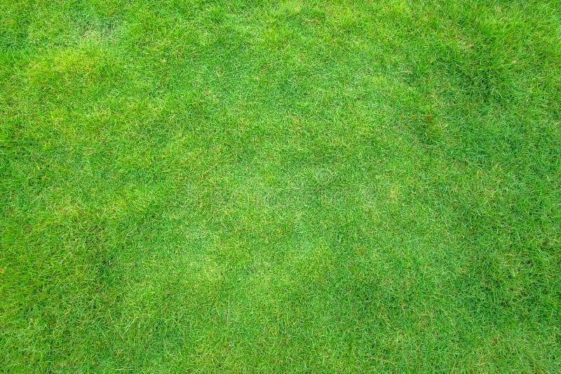 Top View of Green Grass Texture Background. Stock Photo - Image of ...