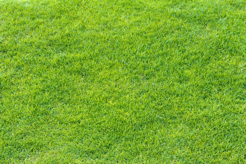 Top View of Green Grass Texture Stock Photo - Image of wallpaper ...