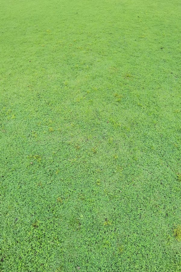 Top view of green grass stock photo. Image of grassland - 255323532