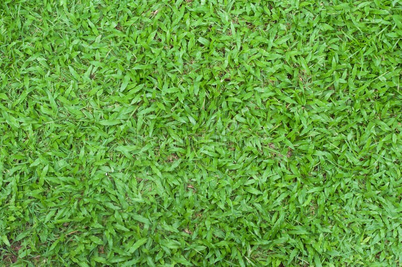 The Top View of Green Grass Yard Background Stock Photo - Image of lawn ...
