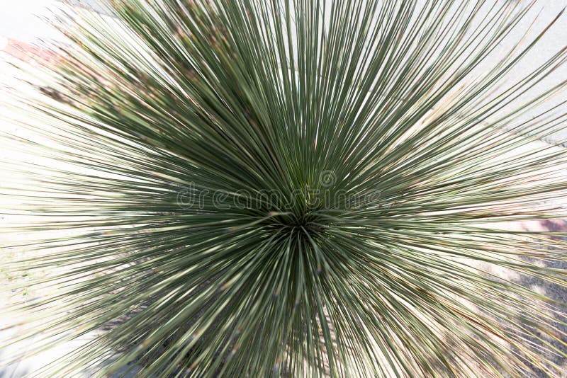 Top View of Green Grassy Plant. Nature Stock Photo - Image of grasses ...