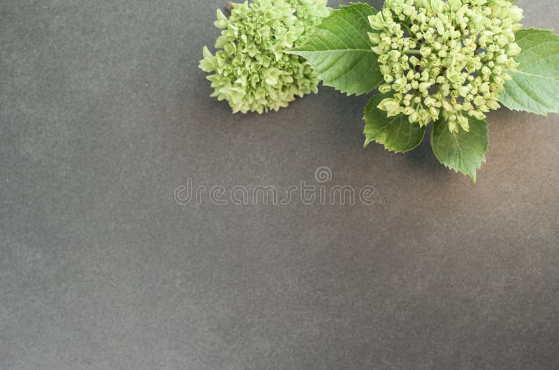 Top View of Green Hydrangea Buds on a Gray Surface Stock Photo - Image ...