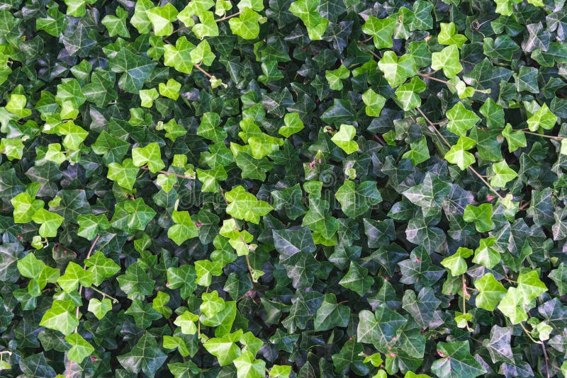 Top View of Green Ivy Leaves. Natural Background Stock Photo - Image of ...