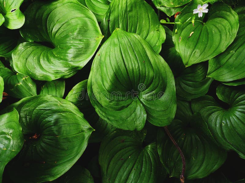 Top View of Green Large Leaves in the Garden Stock Photo - Image of ...