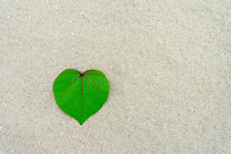 Green leaf on the beach stock image. Image of sand, outdoor - 284767025