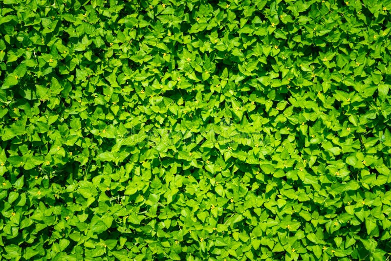 Top View of Green Leaves, Idea Ideas for Green Backgrounds, Backyard ...