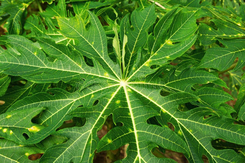 Top View on the Green Leaves of Papaya Tree. Stock Photo - Image of ...