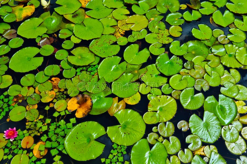 Top View of the Green Leaves of the Water Lilies on the Pond. Stock ...