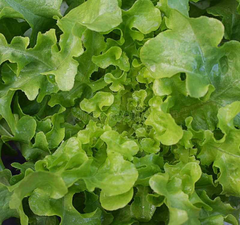 Top view of green lettuce stock photo. Image of freshness - 133644974