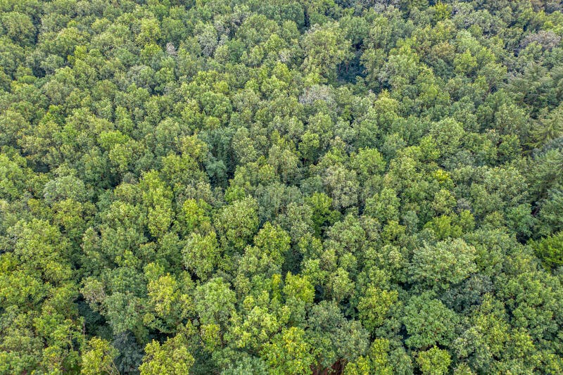 A Top View of a Green Mixed Forest Stock Photo - Image of exotic ...