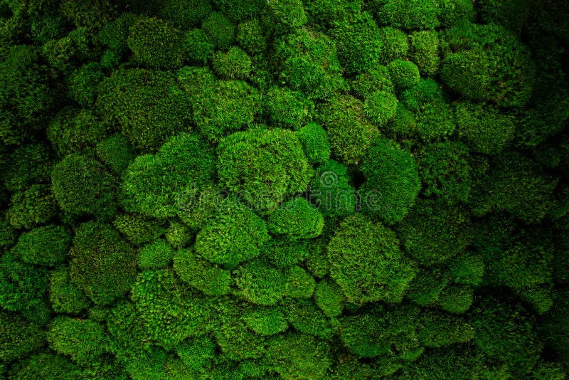 Top View Green Moss for Background Stock Image - Image of abstract ...