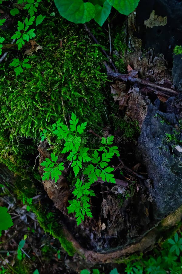 Top View of Green Moss and Fern in the Forest. Stock Photo - Image of ...
