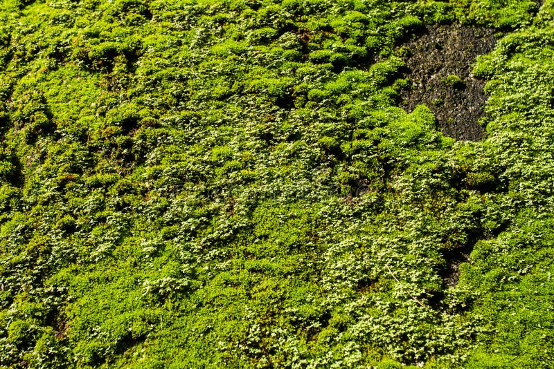 Top View Green Moss on the Rock Stock Photo - Image of background ...
