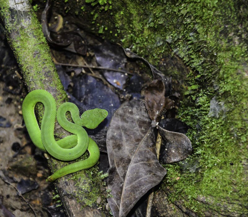 Top View Green Pit Viper in Thailand Stock Photo - Image of nature ...