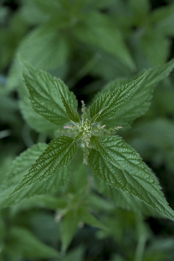 Top View of Green Plant . Close Up View Stock Image - Image of plant ...