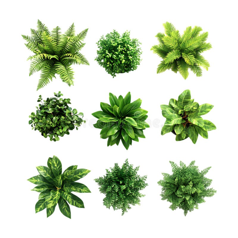 Top View Green Plants Foliage Collection for Design on Transparent ...