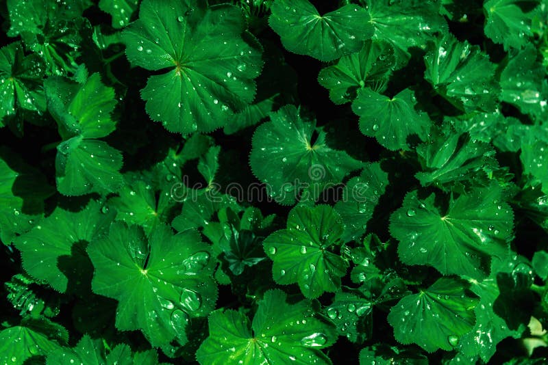 Top view of green plants stock image. Image of closeup - 186355697