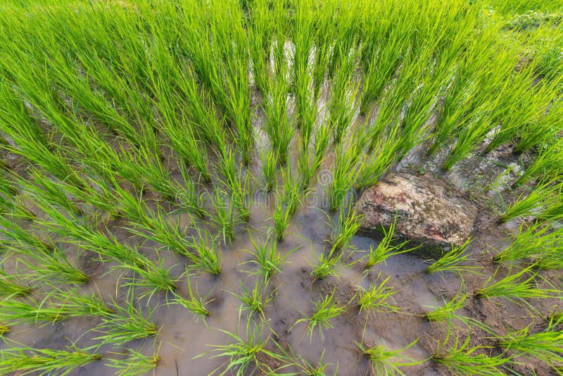 Top View Green Rice Field Texture Stock Photo - Image of beautiful ...