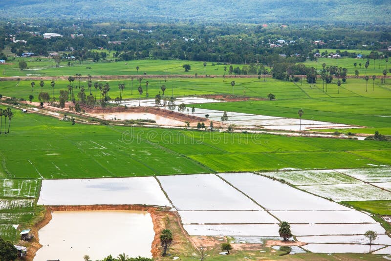 Top View of Green Rice Paddy Stock Image - Image of organic, plantation ...