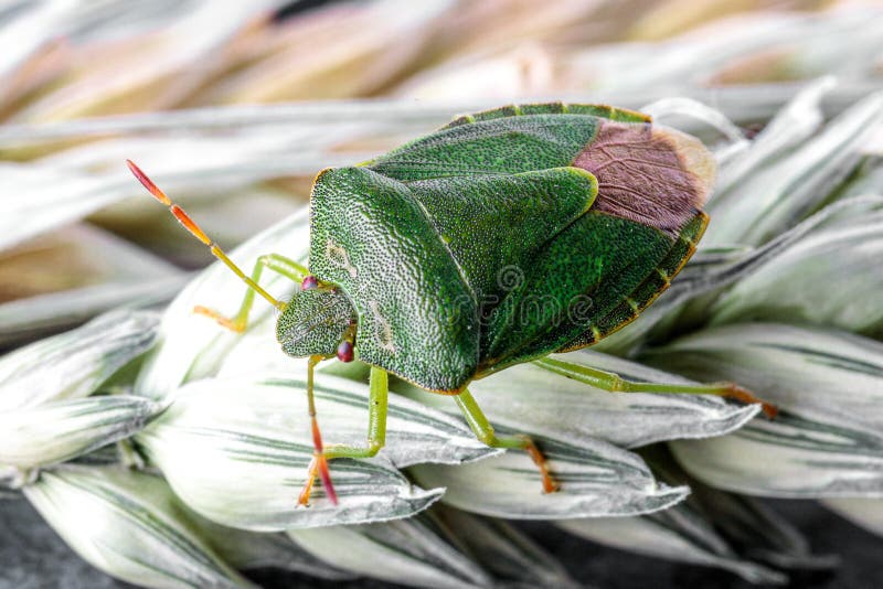 Top View of a Green Shield Bug Sitting on a Wheat Ear, His Green Shell ...