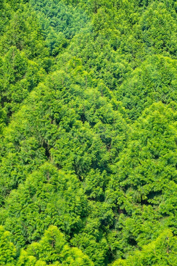 Top view green tree forest stock image. Image of outdoor - 134476623