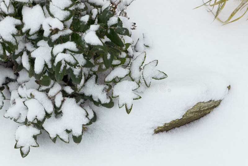 Top View of a Green Tree, Partly Covered with Snow, Against a ...