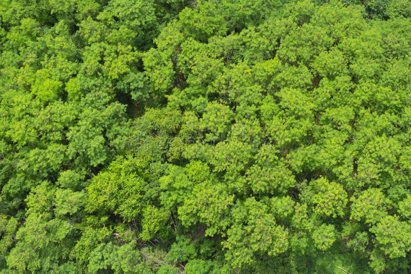 Top View Green Tree Pattern Stock Image - Image of branches, forest ...