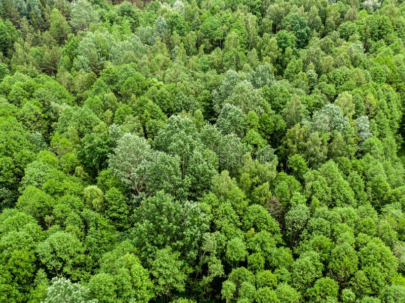 Top View of Green Trees. Nature Texture. Stock Photo - Image of rural ...