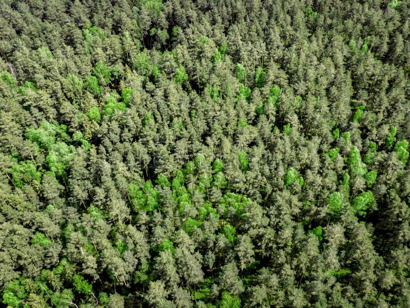 Top View of Green Trees. Nature Texture. Stock Image - Image of light ...
