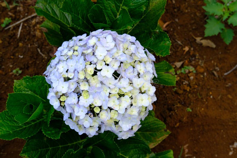 Top View of Green Yellow Hydrangea Macrophylla Thunb. Ser Flower Stock ...