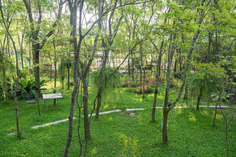 Top View of Greenery Spring Tree of Tropical Garden in Resort at Sunset ...