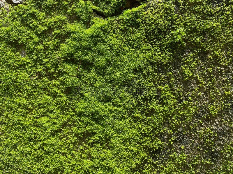 Top View of the Ground Covered with Green Plants Stock Image - Image of ...