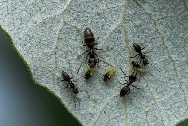 Top View of a Group of Ants on a Green Leaf Stock Image - Image of ...