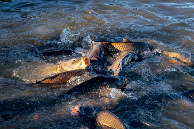 216 Top View Fish Group Swimming Lake Water Stock Photos - Free ...