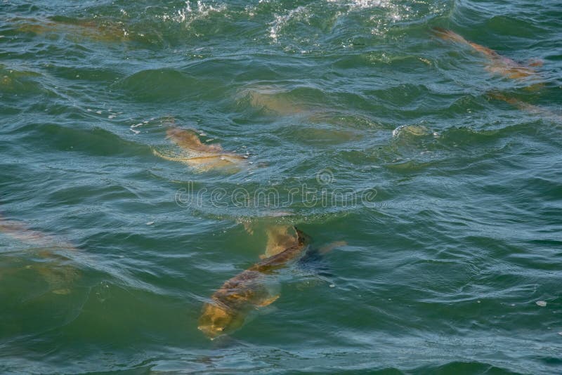 Top View of a Group of Carp Fish Swimming in the Water Near the Surface ...