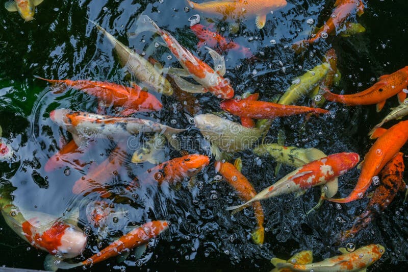 Top View of Group of Koi Carp Fish Swimming in the Pond Stock Image ...