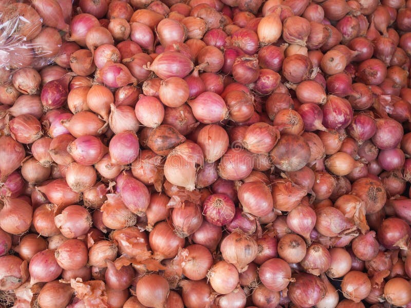 Top View of a Group of Onions Stock Photo - Image of group, agriculture ...