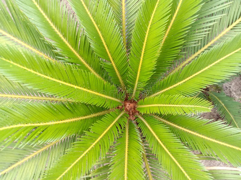 Top View of a Growing Green Cycas Rumphii Plant Stock Photo - Image of ...