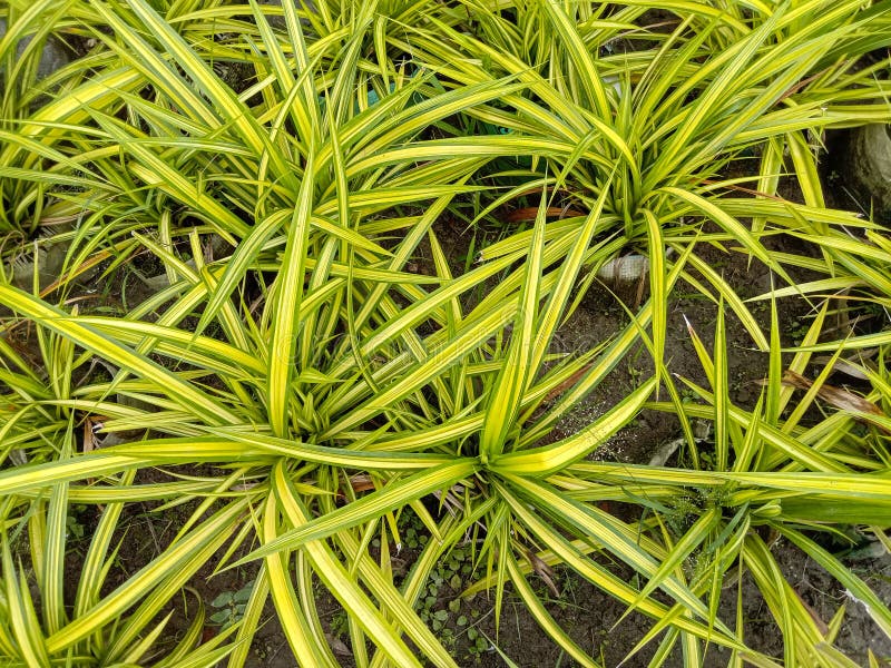 Top View of Growing Green Yellow Sedge Plants Stock Photo - Image of ...