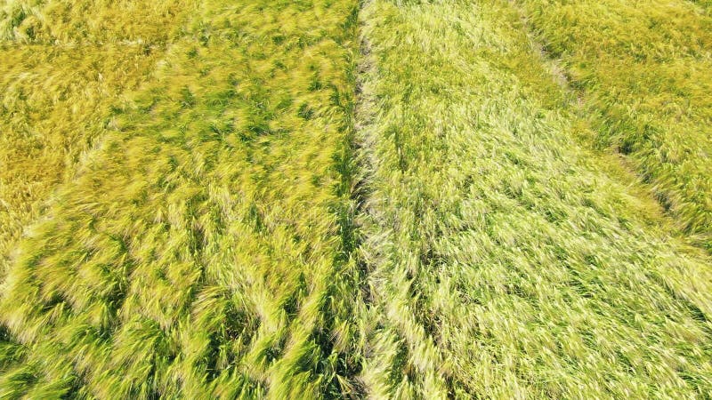 Top View of Growing Rye Varieties. Plots with Different Varieties of ...