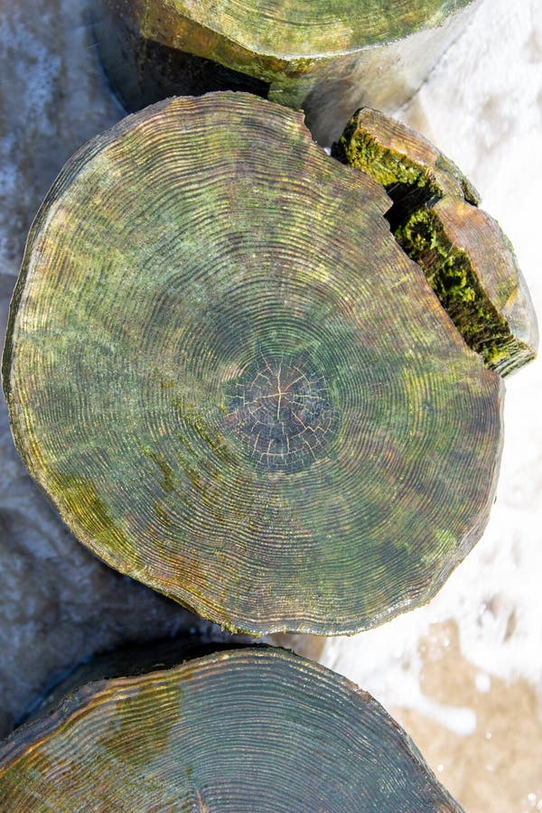 Top View of Groynes on the Baltic Sea with Algae Stock Image - Image of ...