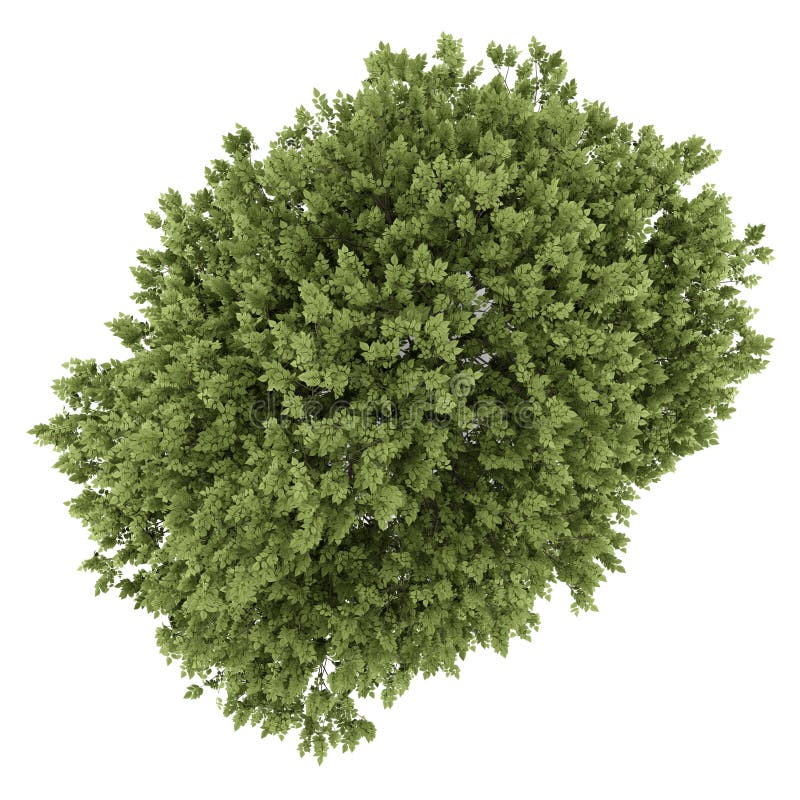 Cherry Tree Top View Stock Illustrations – 2,312 Cherry Tree Top View ...