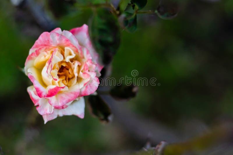 Top View of Half Bloomed Floribunda Rose in Dark Background with Copy ...