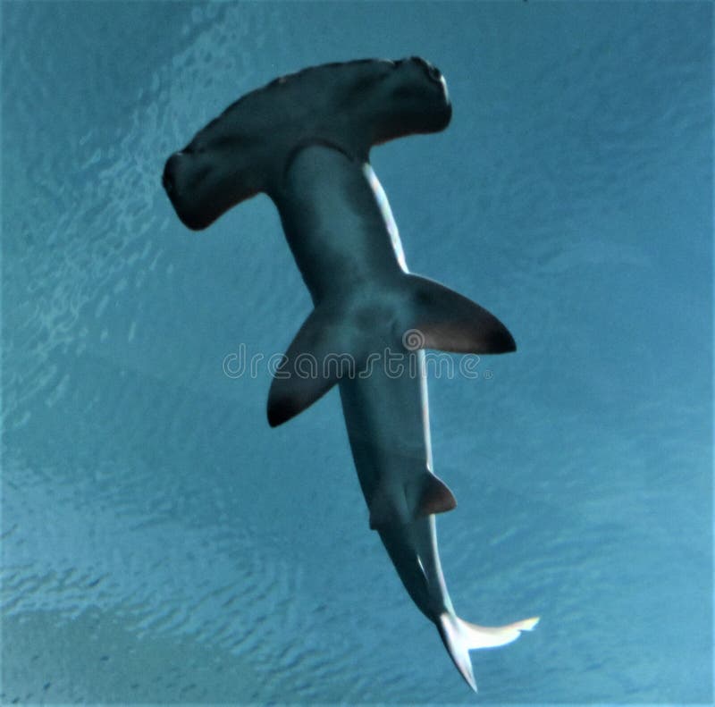 Top View of the Hammerhead Shark in the Aquarium Pool Stock Image ...