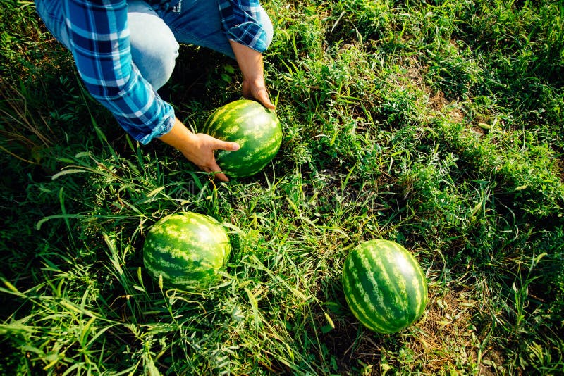 Three watermelons. stock image. Image of ripe, green - 21638183