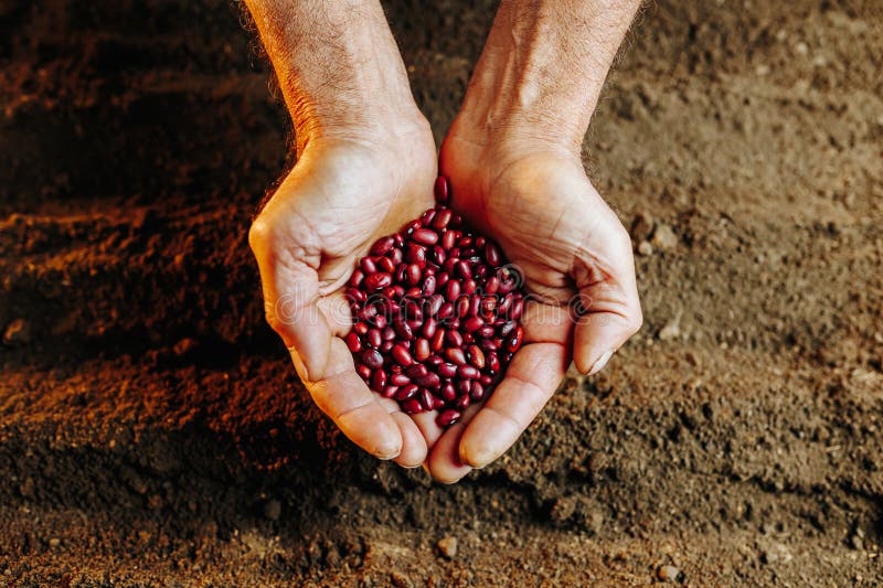Top View of Hands Holding a Seed, Getting Ready To Plant it in the ...