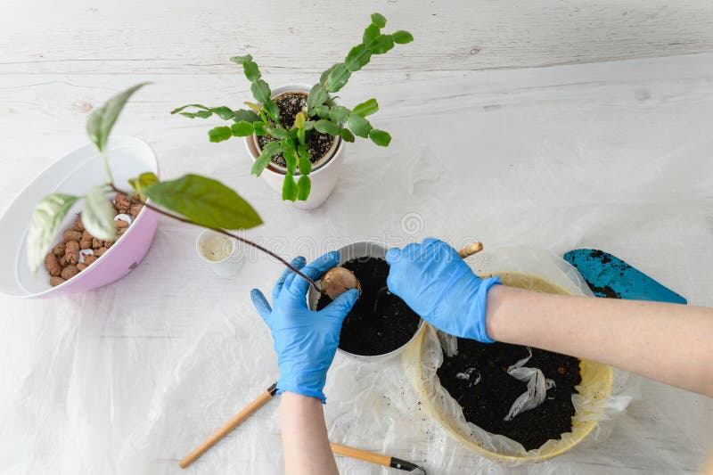 Top View of Hands Planting Seed Inside Pot with Soil, at Home. Stock ...