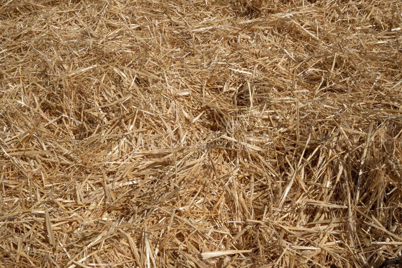 Top View of Haystacks in Rice Field. Rice Straw that Has Dried on the ...