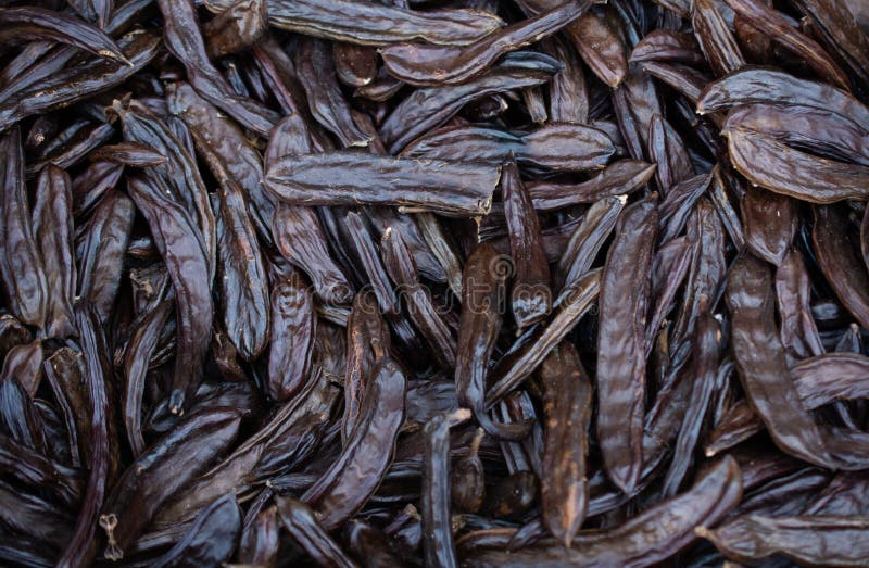 Locust Tree Beans stock image. Image of reproduce, drop - 290123
