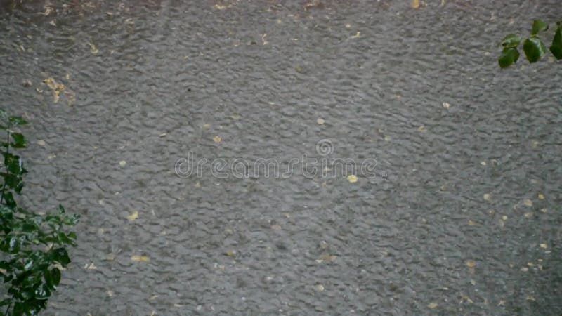 Heavy Heavy Rain Over the Trees of a Deciduous Forest. Rainstorm Spring ...